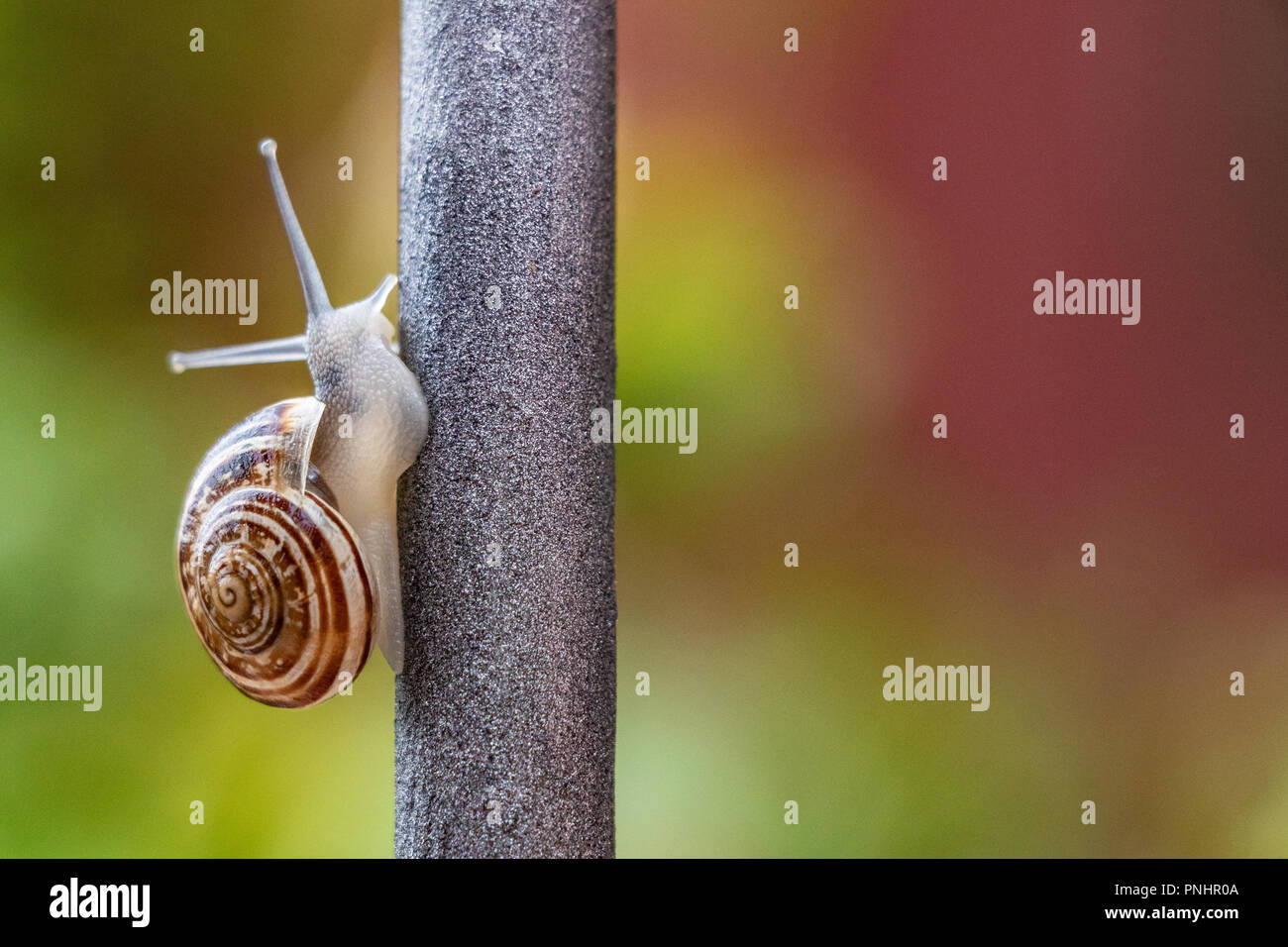 Polymita snail hi-res stock photography and images - Alamy