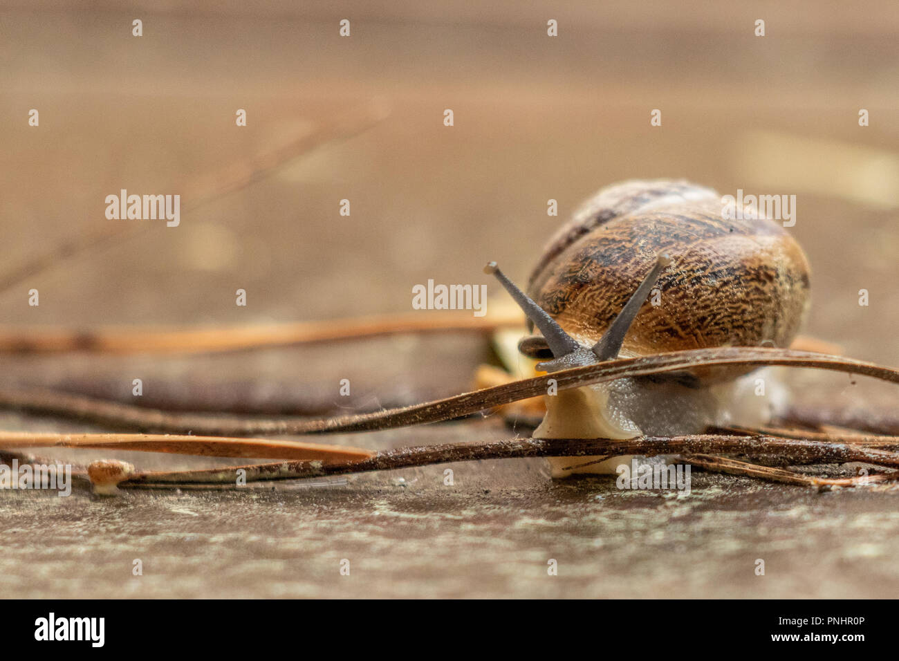 Polymita picta hi-res stock photography and images - Alamy