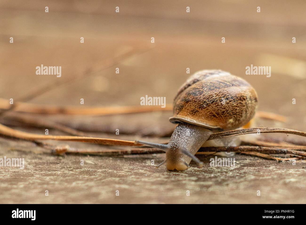 Cornu aspersum, known as the garden snail, is a species of land snail ...