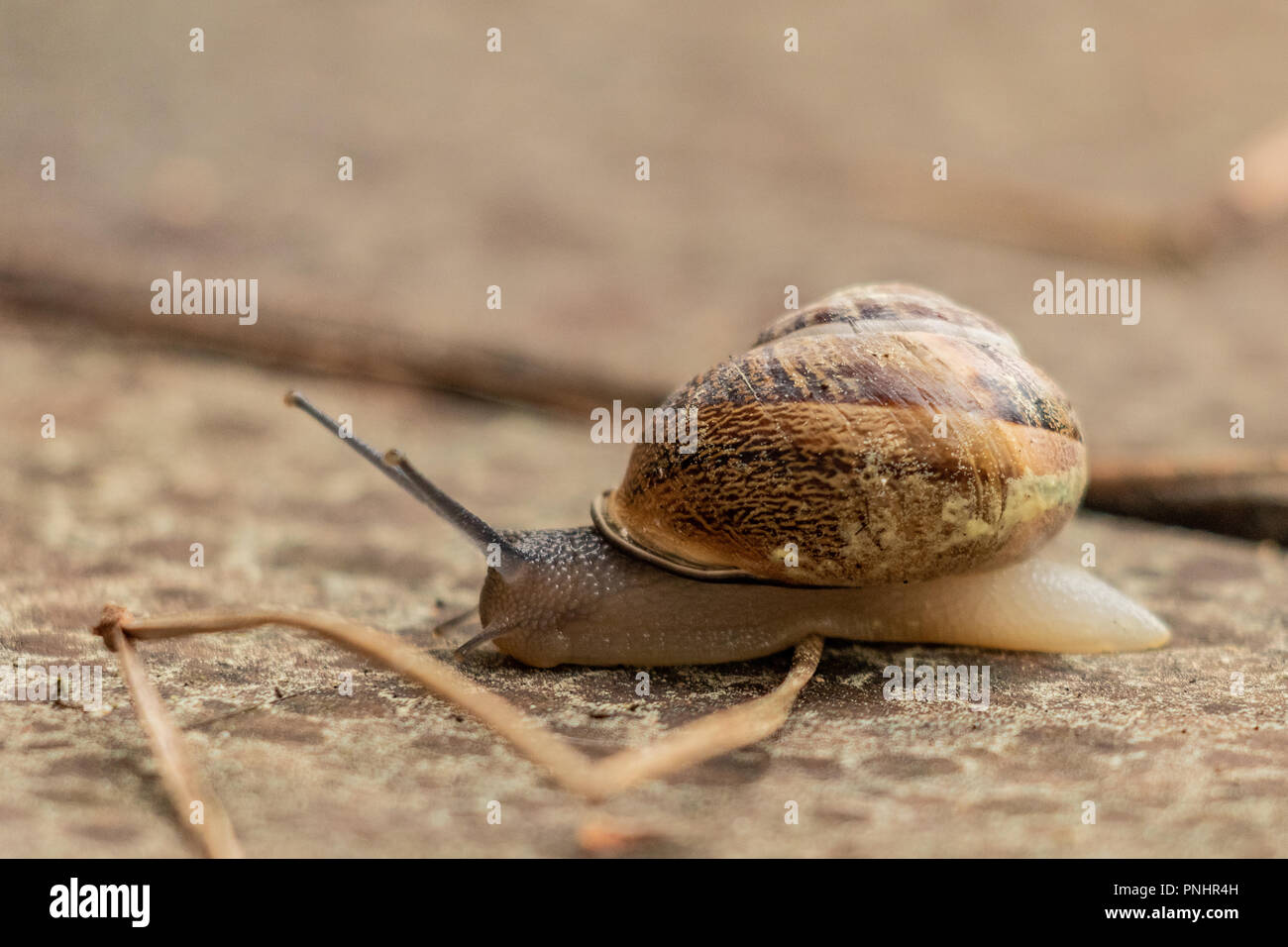 Cornu aspersum, known as the garden snail, is a species of land snail ...
