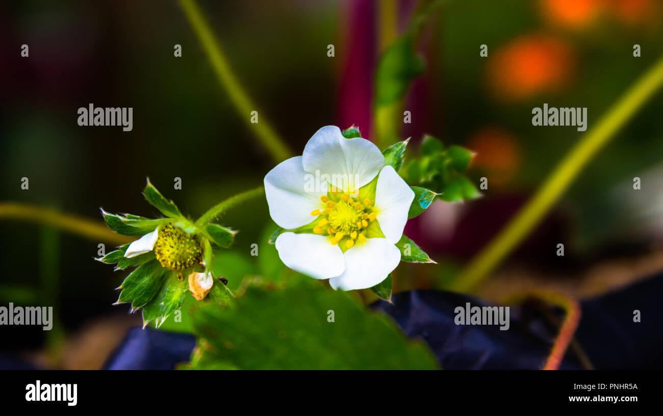 Close-up of a white flower with open flower buds, set against a blurred ...