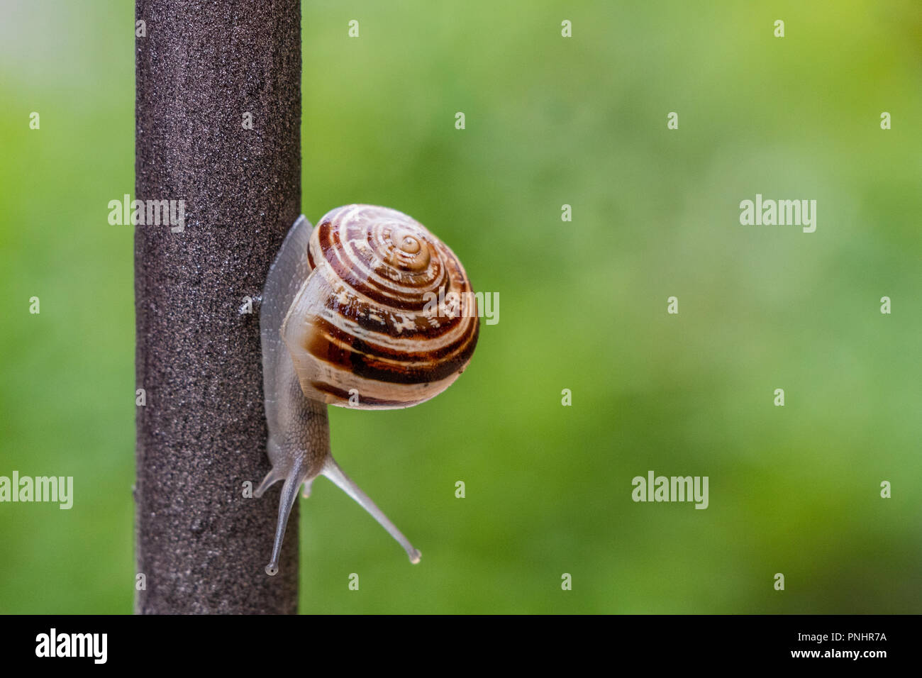 Cornu aspersum, known as the garden snail, is a species of land snail ...