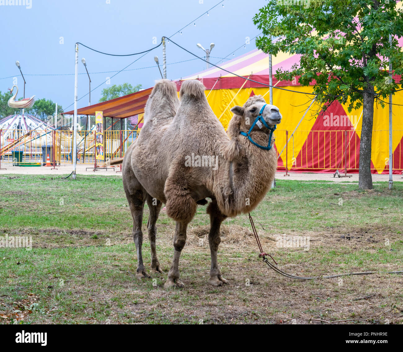 Camel Manure High Resolution Stock Photography and Images - Alamy