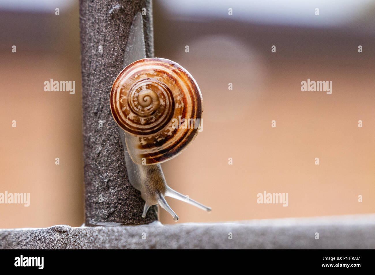 Cornu aspersum, known as the garden snail, is a species of land snail ...