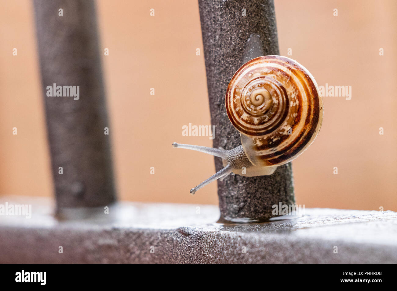 Cornu aspersum, known as the garden snail, is a species of land snail ...
