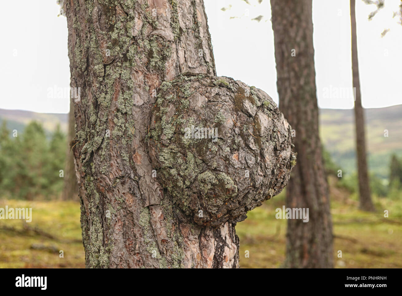 Tree gall disease hi-res stock photography and images - Alamy