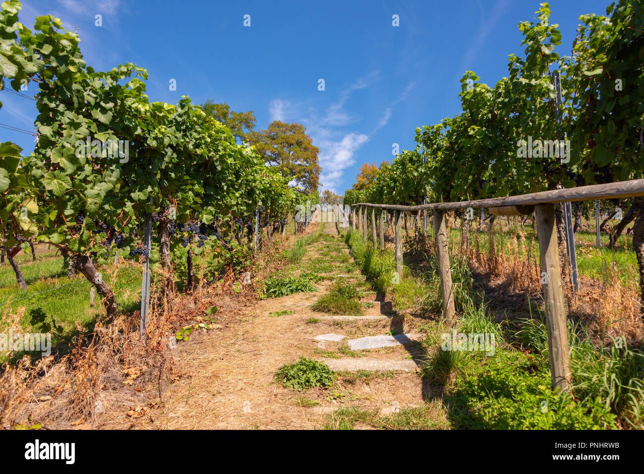 Wooden steps up steep hill hi-res stock photography and images - Alamy