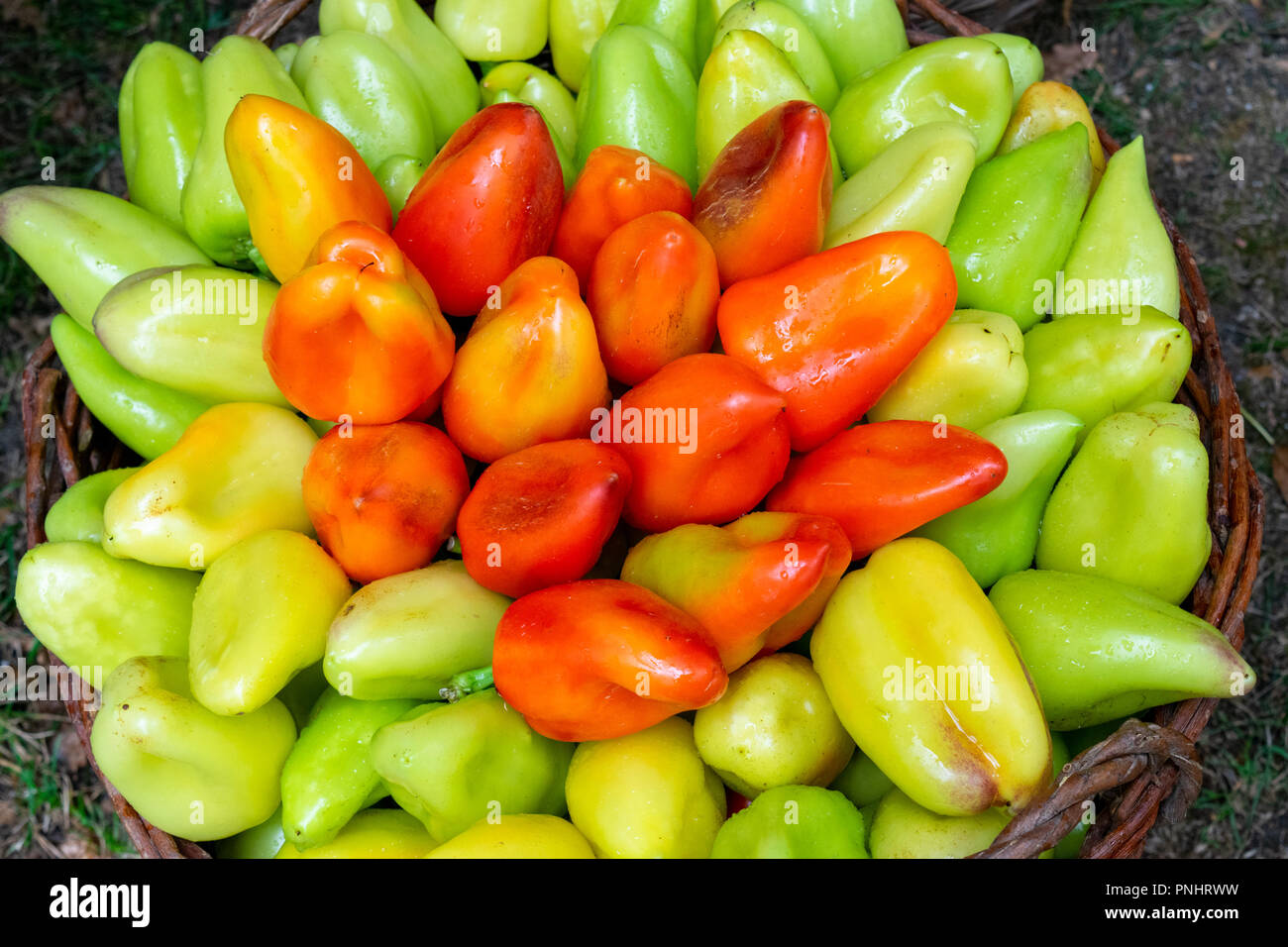 Bulgarian pepper is green and red in the basket Stock Photo - Alamy