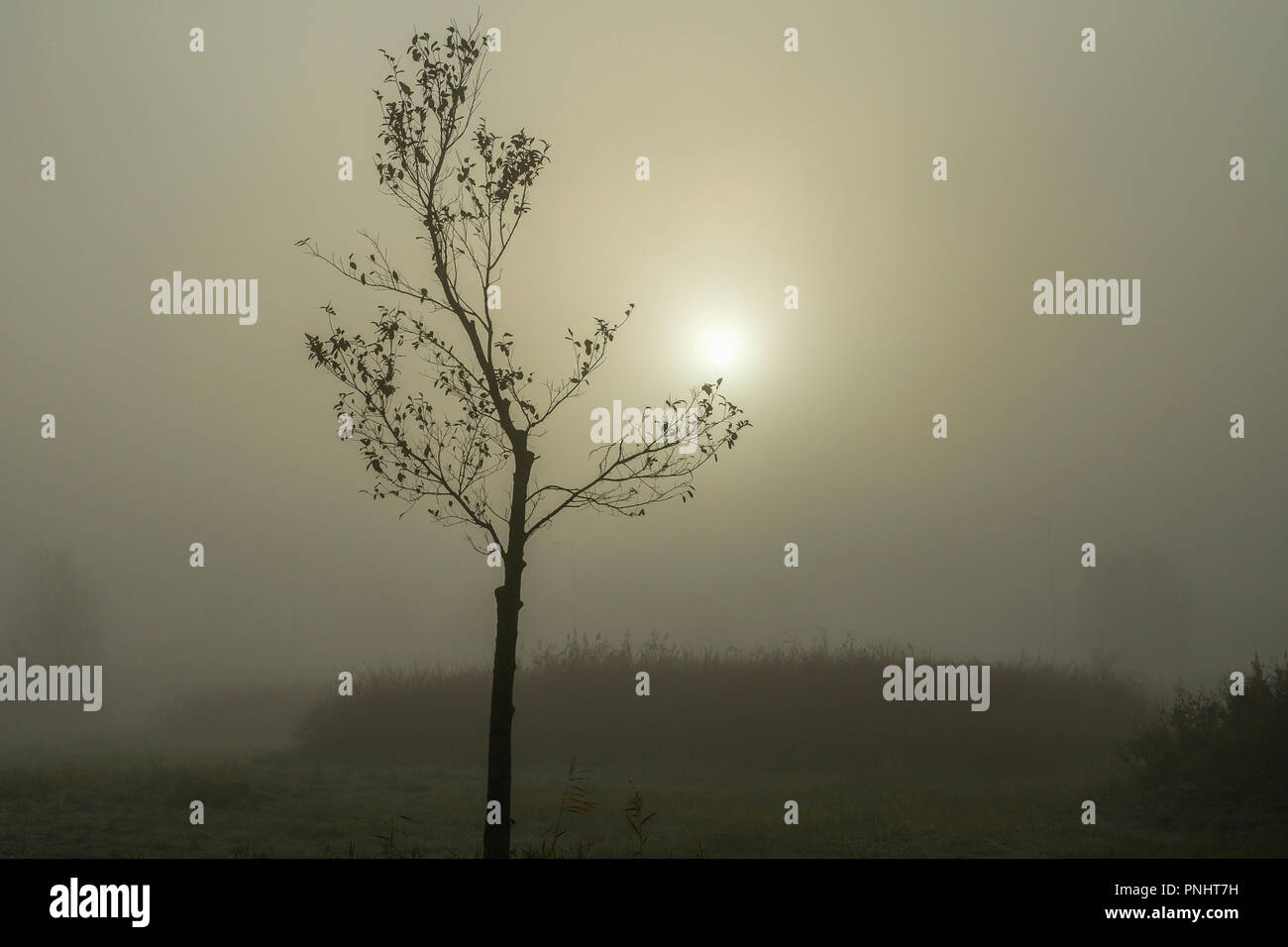 Rising sun pattern in hi-res stock photography and images - Alamy