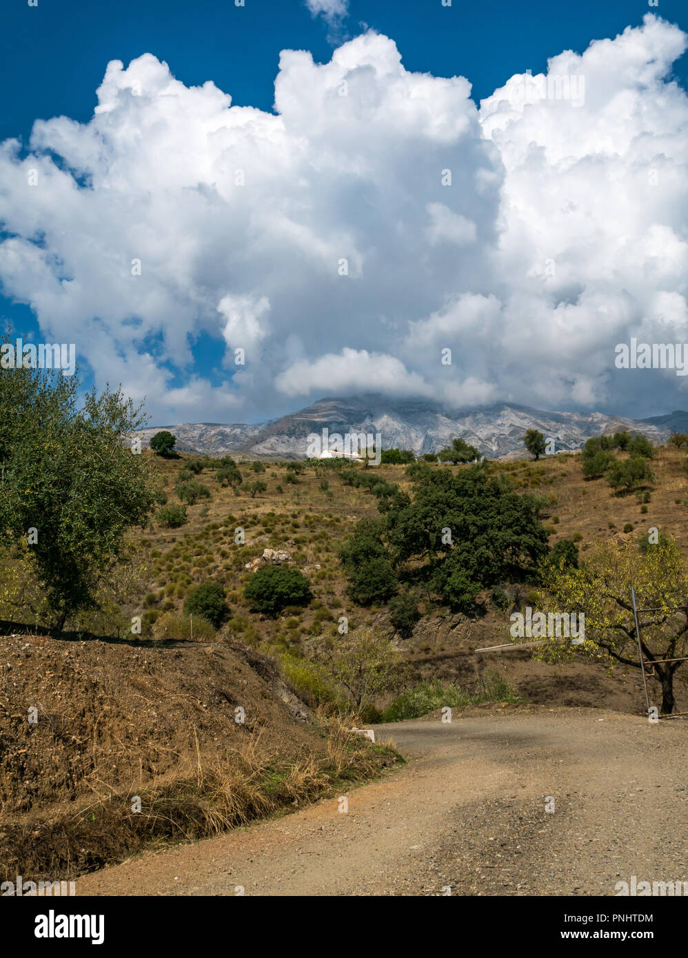 Olive tree view hi-res stock photography and images - Alamy
