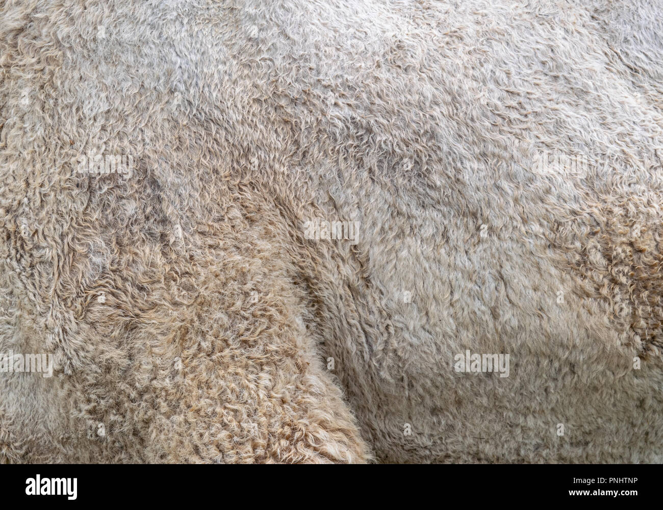 The skin of a camel on its side and hip. Background texture of a camel ...
