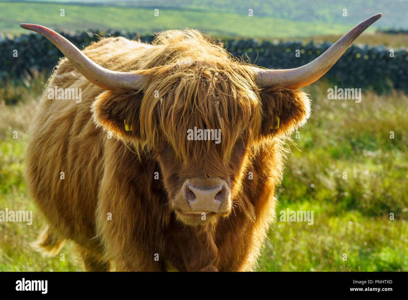 Shot of farm animals looking to camera hi-res stock photography and ...