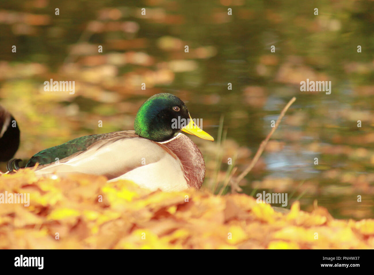 Drake sitting on a bed of autumn leaves, next to a lake in the sunshine ...