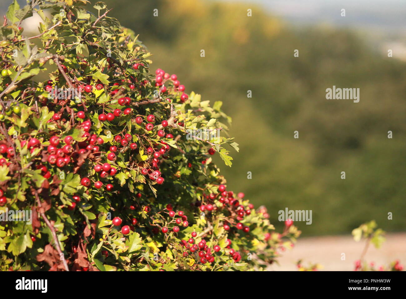 Red berries on bushes hi-res stock photography and images - Alamy
