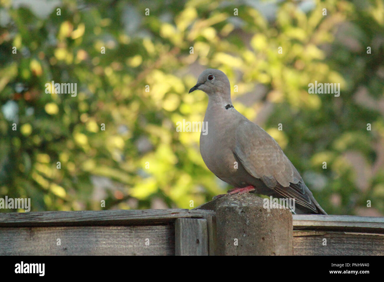 Collared dove sitting hi-res stock photography and images - Alamy