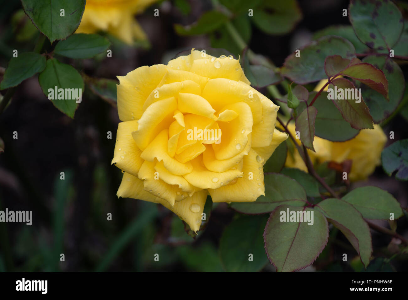 Yellow rose blooms hi-res stock photography and images - Alamy
