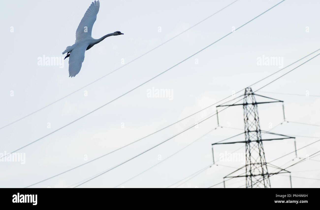 The danger of swans colliding with electricity power lines Stock Photo ...