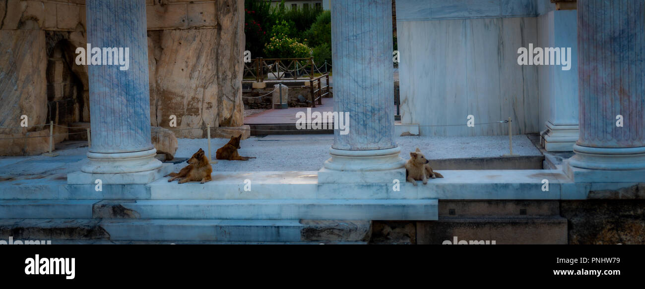 Three dogs laying on floor of ruins of ancient roman library in Athens ...