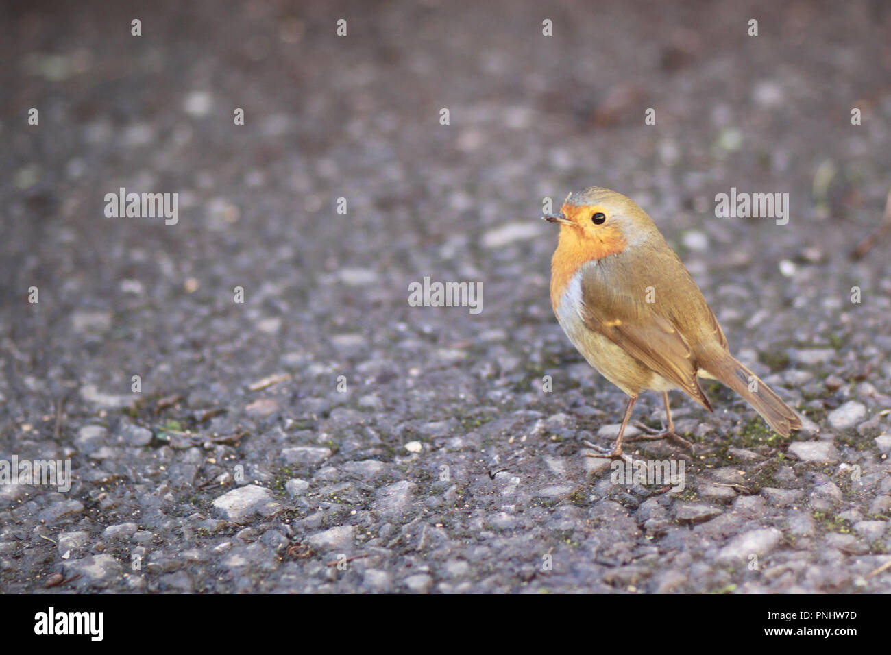 Robin standing on a path looking at the camera. Erithacus rubecula ...