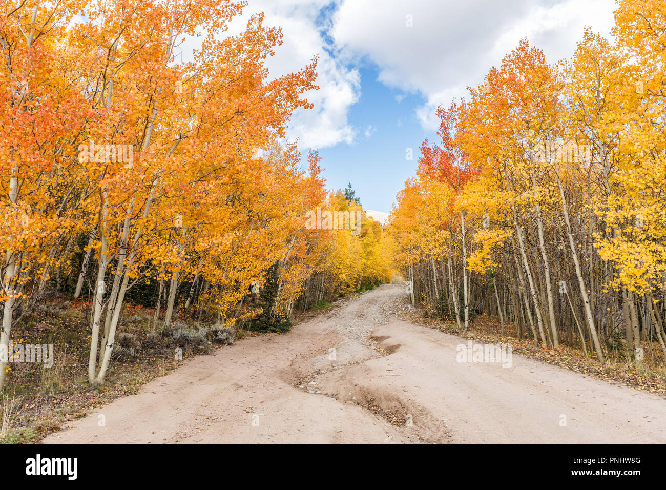 Aspen changing color along a rough mountain pass road Stock Photo - Alamy