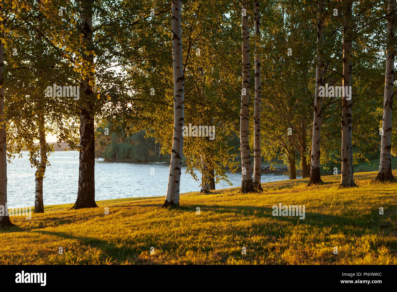 Birch trees at park and sunset light Stock Photo - Alamy
