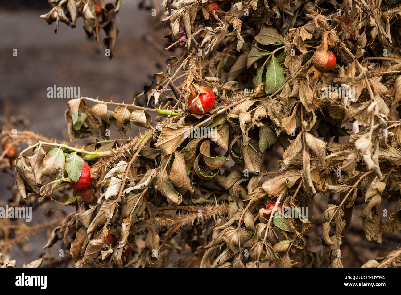 Dead rose bush hi-res stock photography and images - Alamy