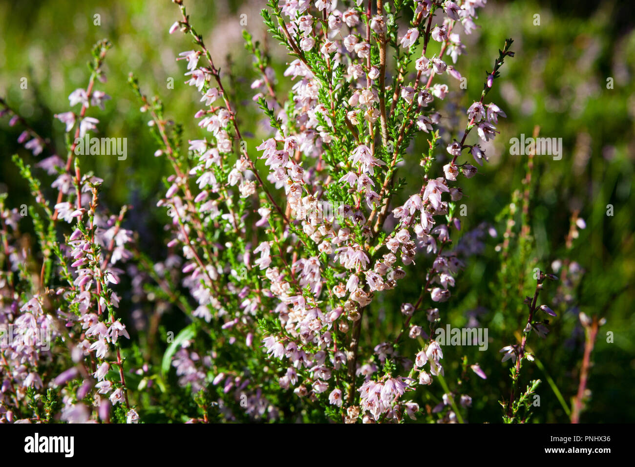 Flowering calluna vulgaris in forest at sunlight Stock Photo - Alamy
