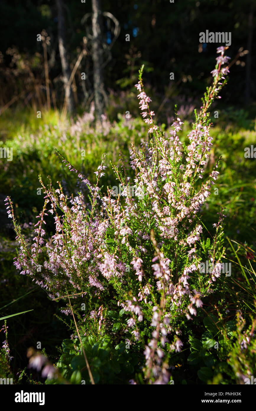 Flowering calluna vulgaris in forest at sunlight Stock Photo - Alamy