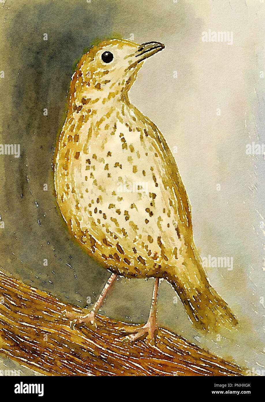 Watercolour painted bird hi-res stock photography and images - Alamy