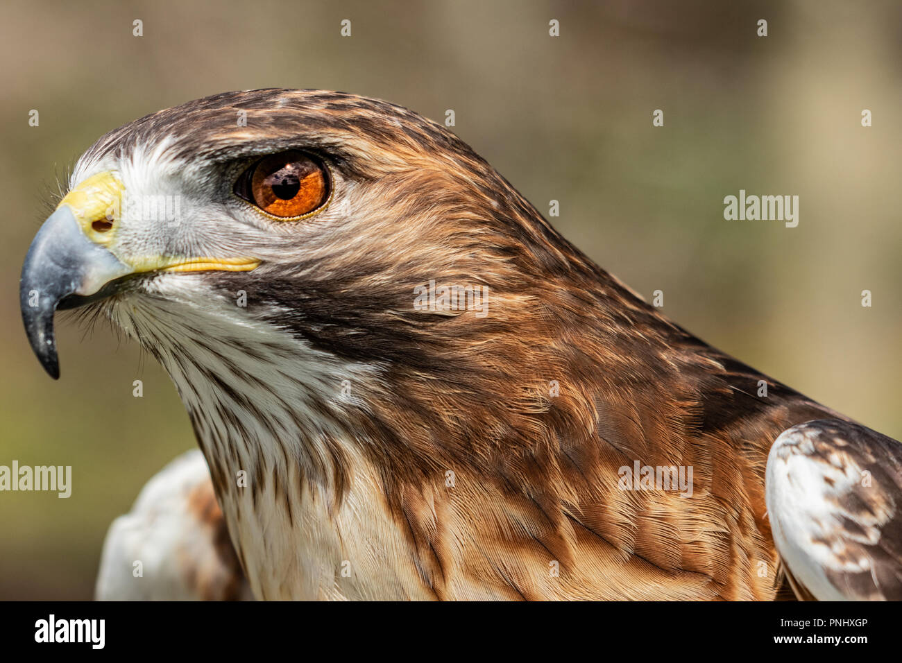 Detail of orange eye and iris of a red-tailed hawk (Buteo jamaicensis ...