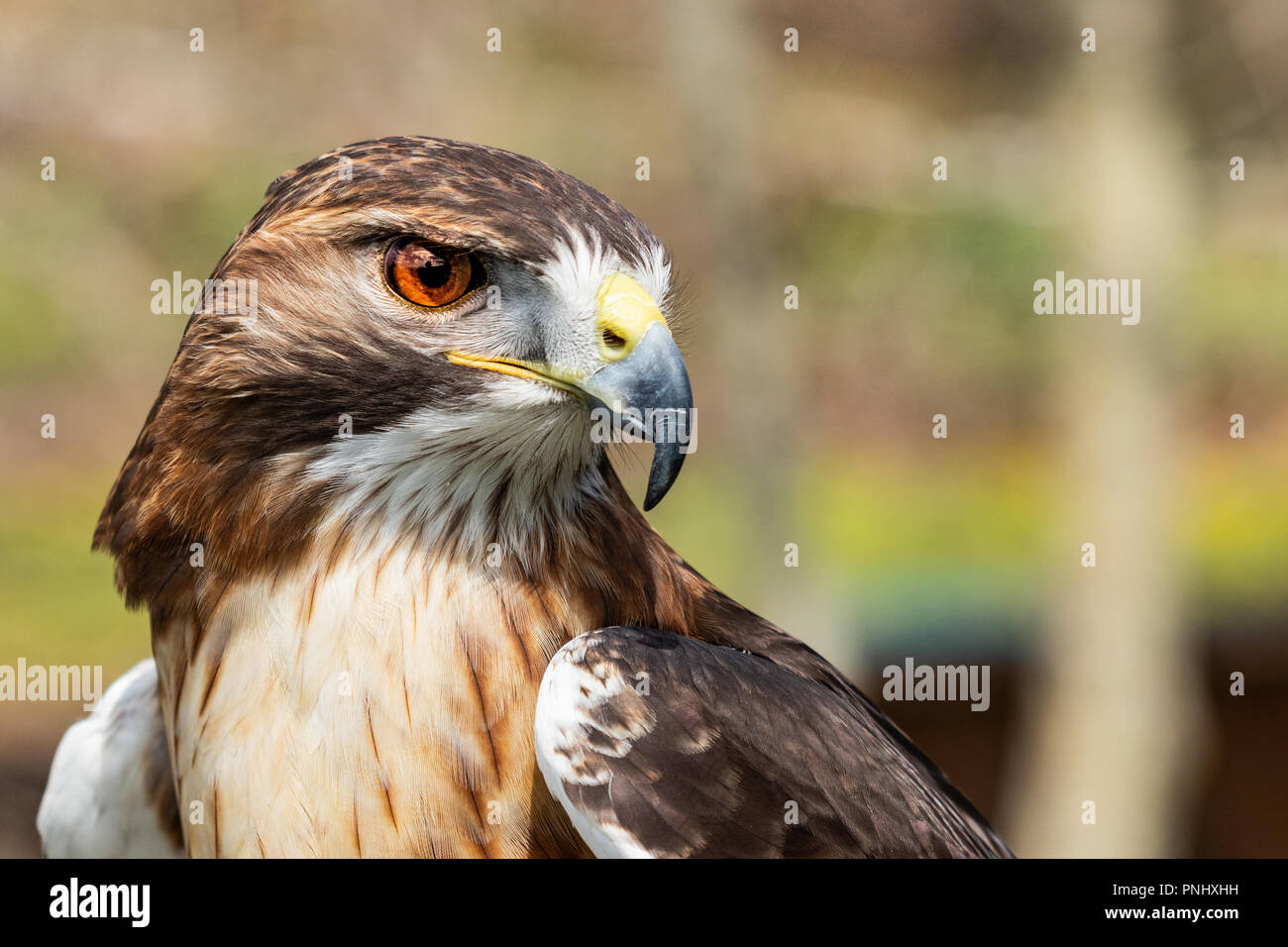 Hawks eye hi-res stock photography and images - Alamy