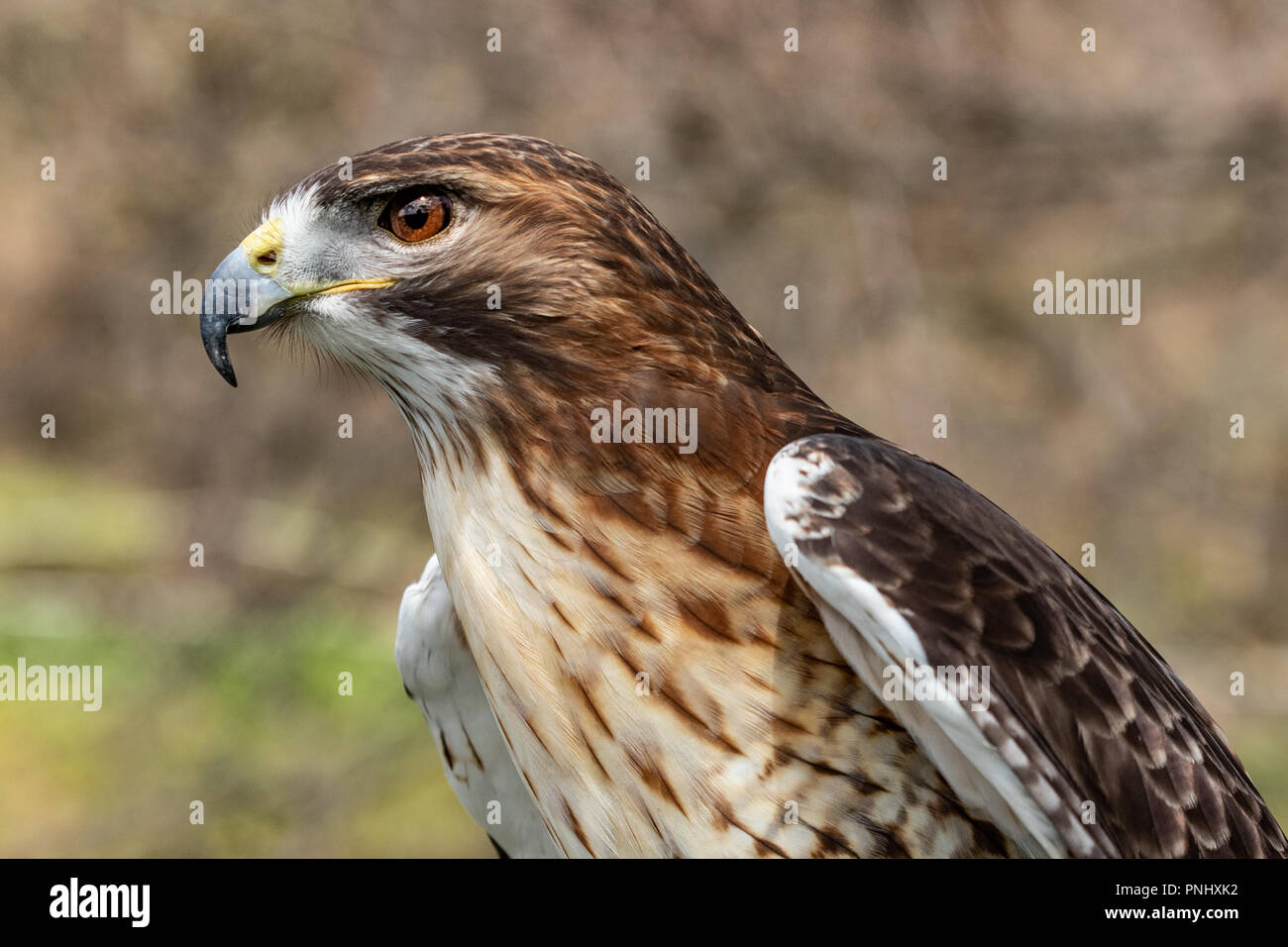 Detail of orange eye and iris of a red-tailed hawk (Buteo jamaicensis ...