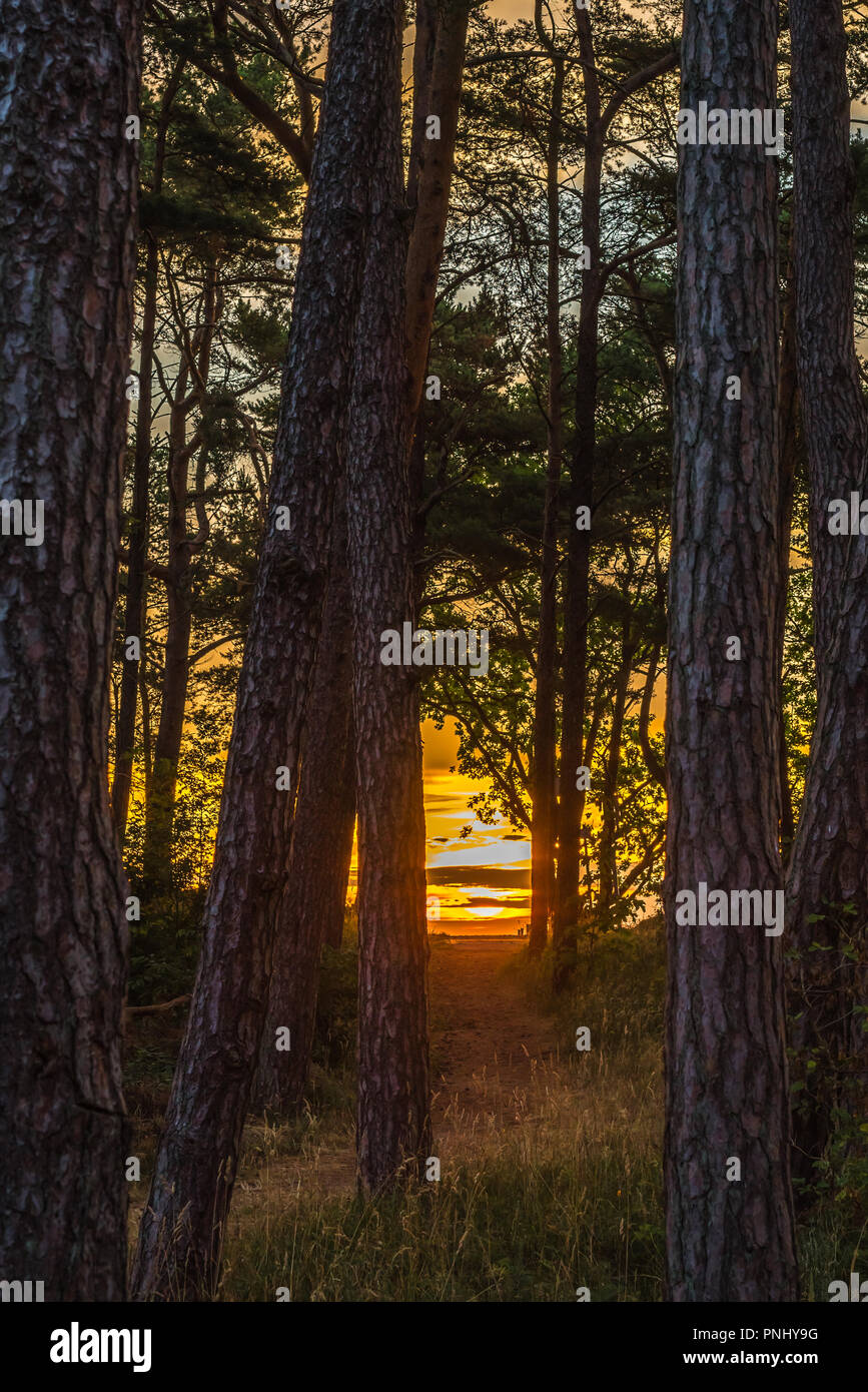 Path trees end hi-res stock photography and images - Alamy