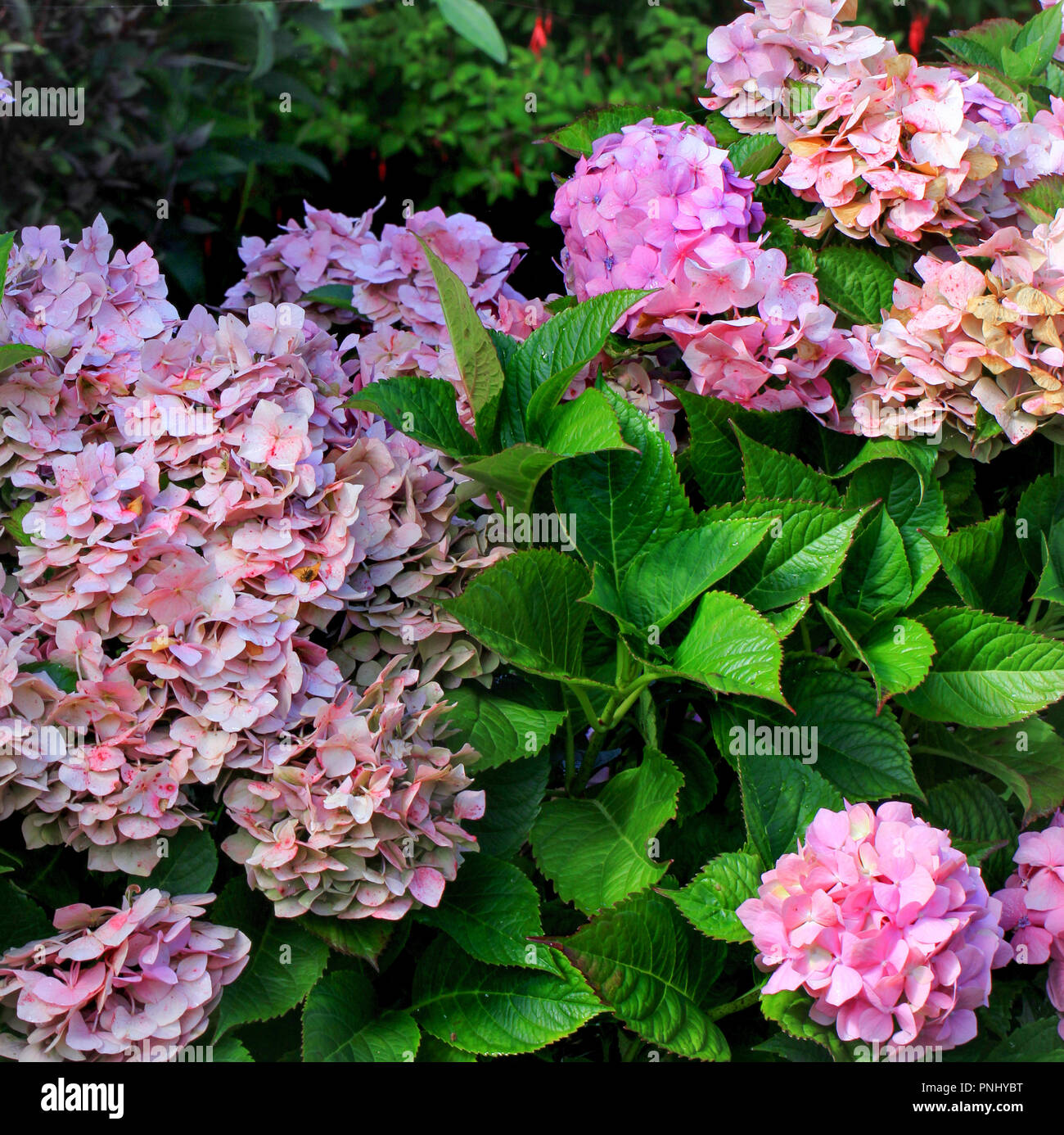 Mauve bloom hi-res stock photography and images - Alamy
