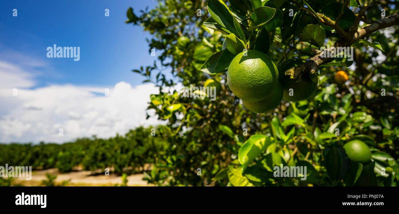 A ripe fresh lime waits soaking up sun on the branch in a southern USA ...