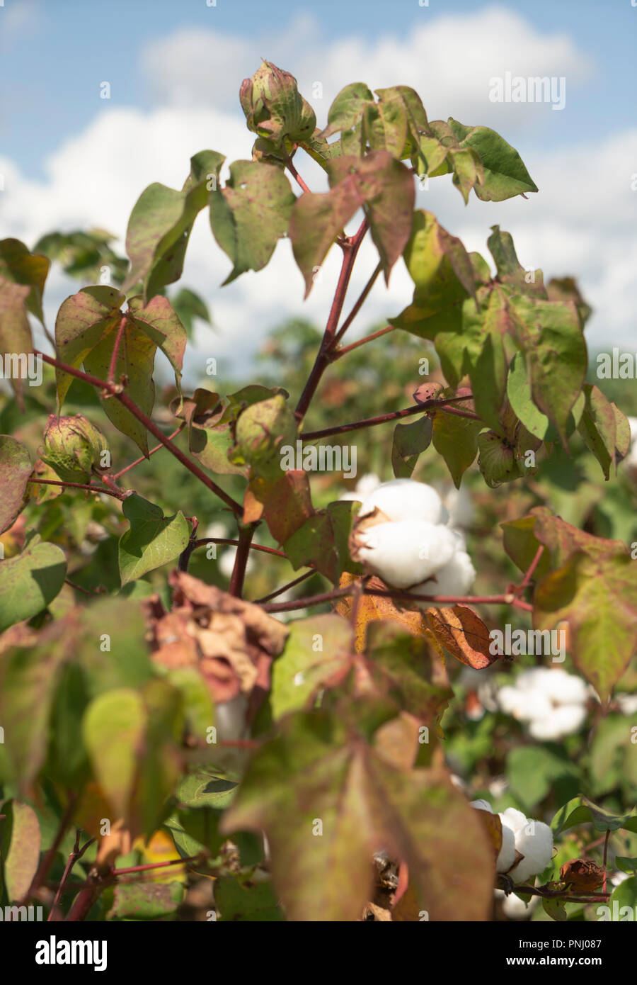 In tight on an agricultural field cotton plant boll ripe and ready to ...