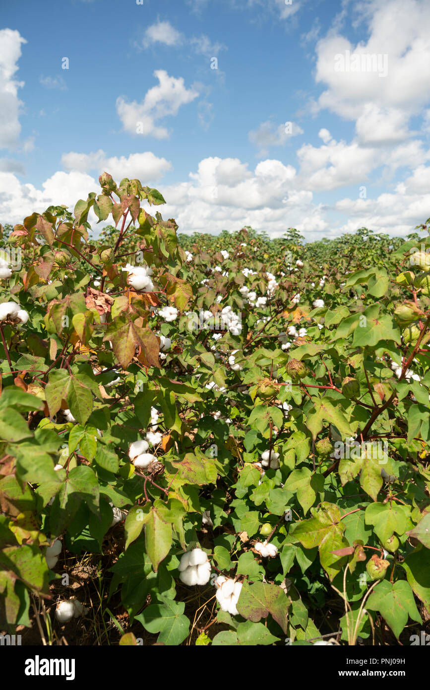 In tight on an agricultural field cotton plant boll ripe and ready to ...