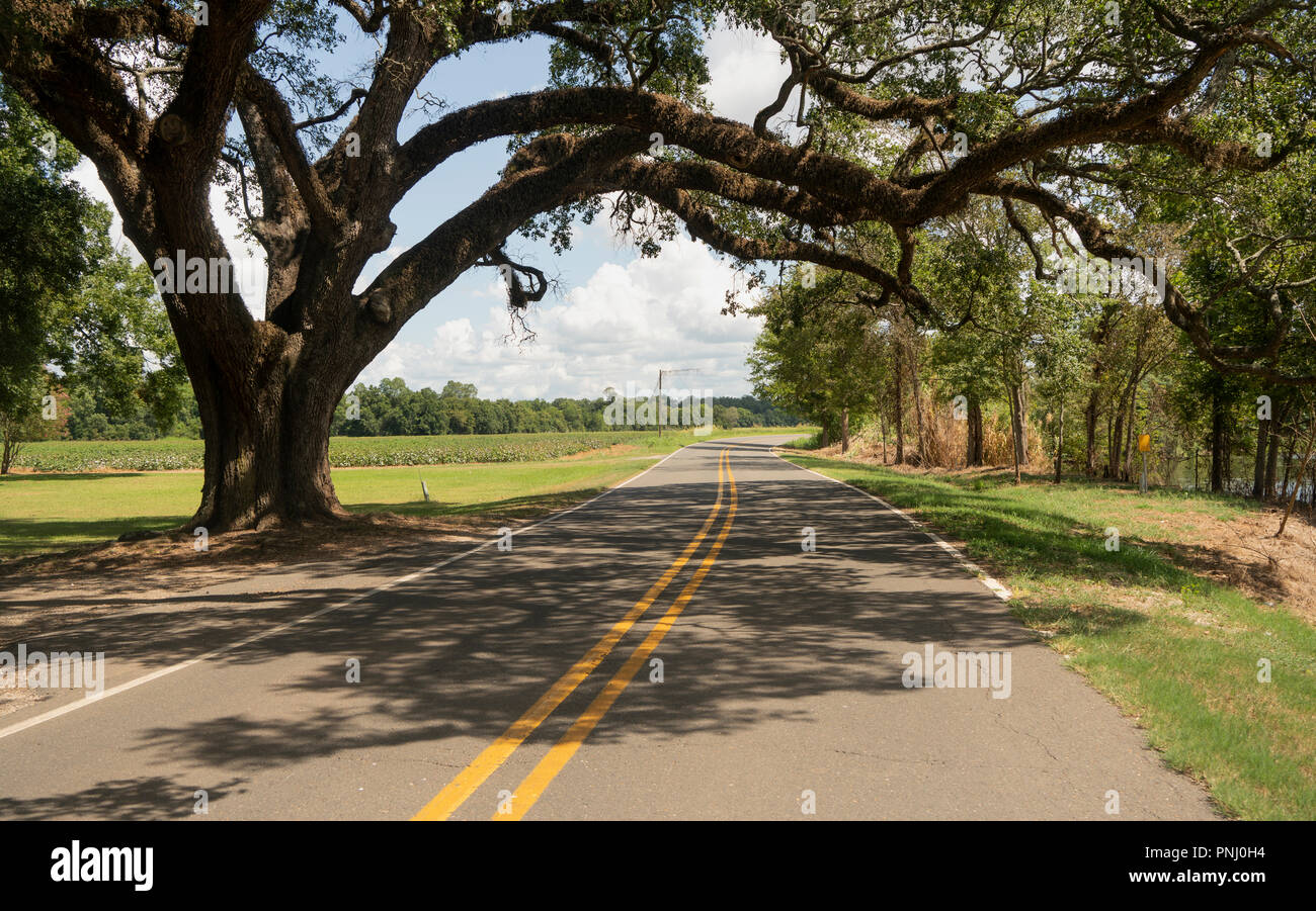 An ancient Oak Tree grows over the road left uncut in rural Louisiana ...