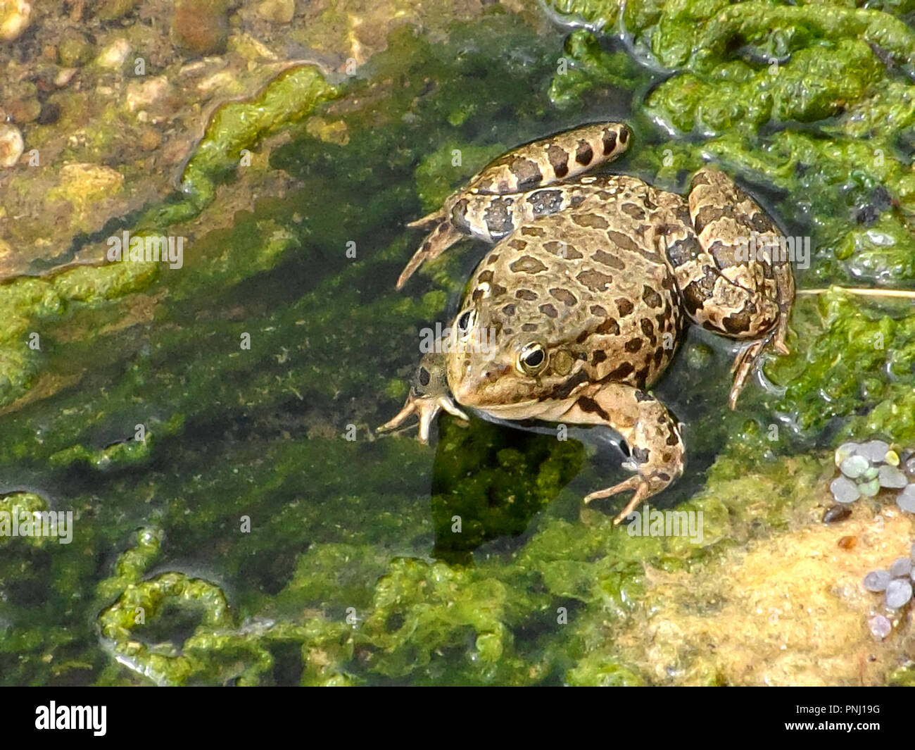 Frogs And King High Resolution Stock Photography and Images - Alamy