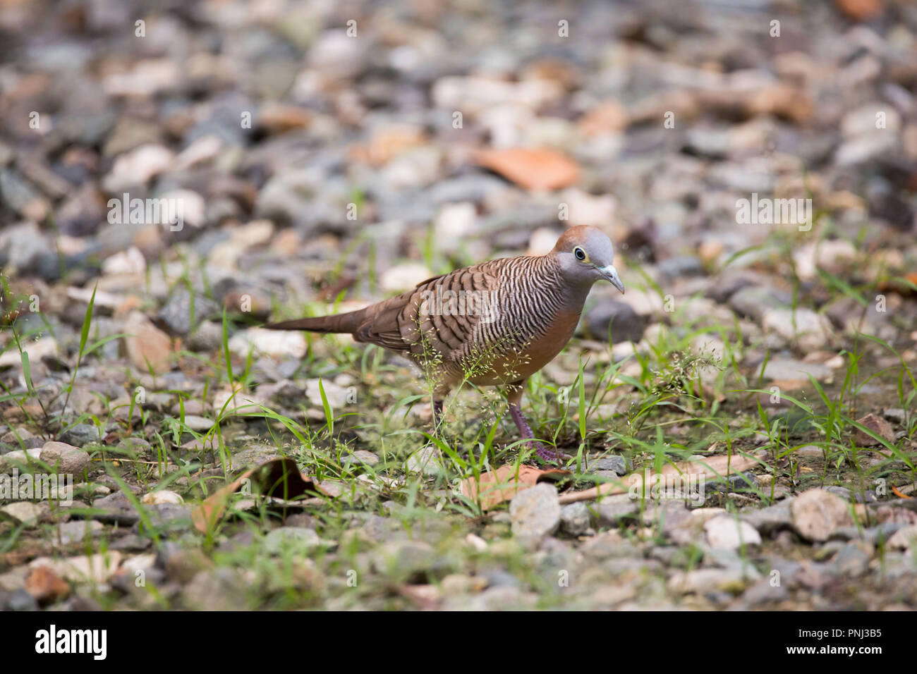 Zebra dove, Geopelia striata, common tame Philippine dove small bird ...