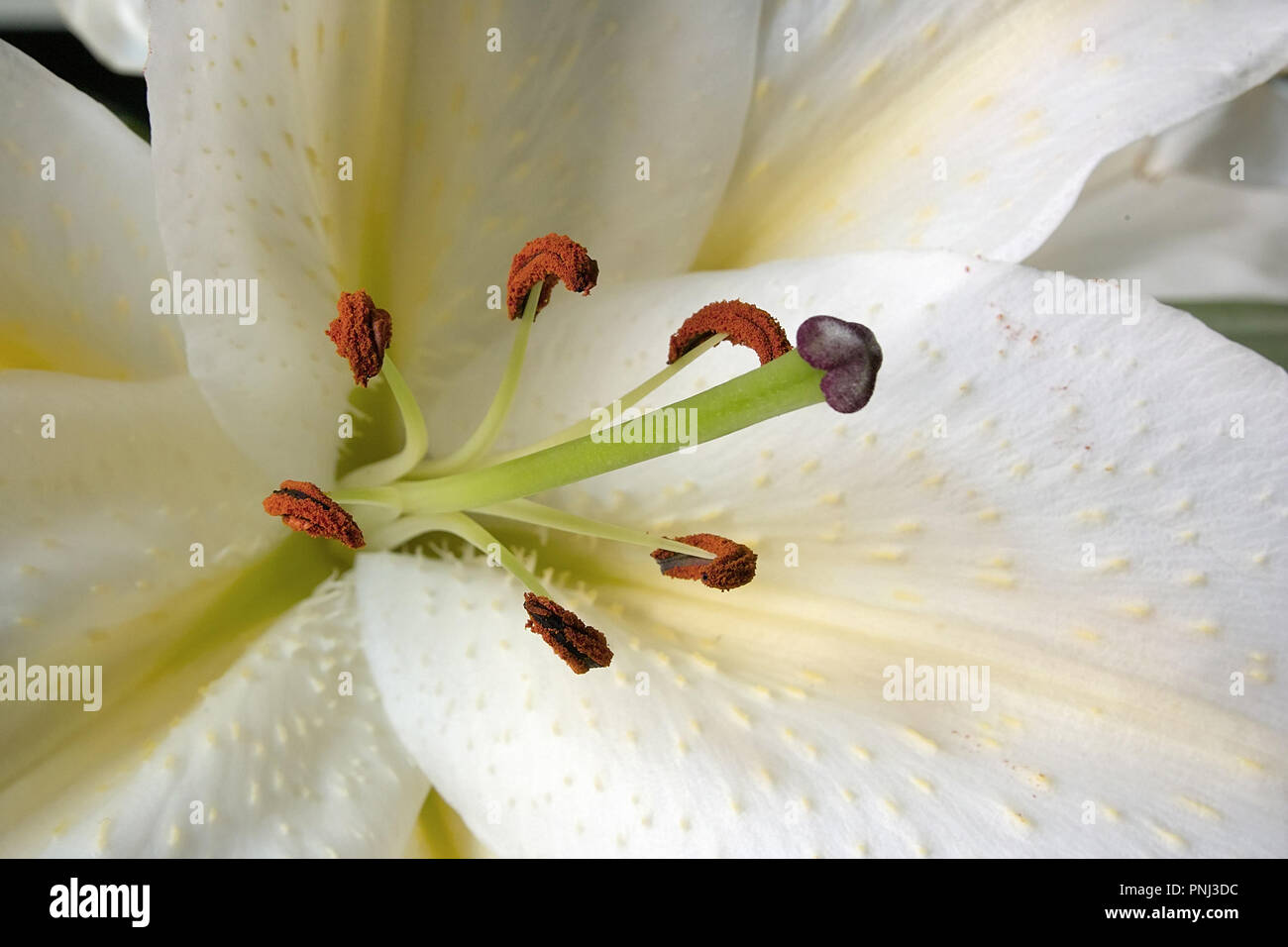golden rayed lily of Japan, Lilium auratum, detail of stamen and ...