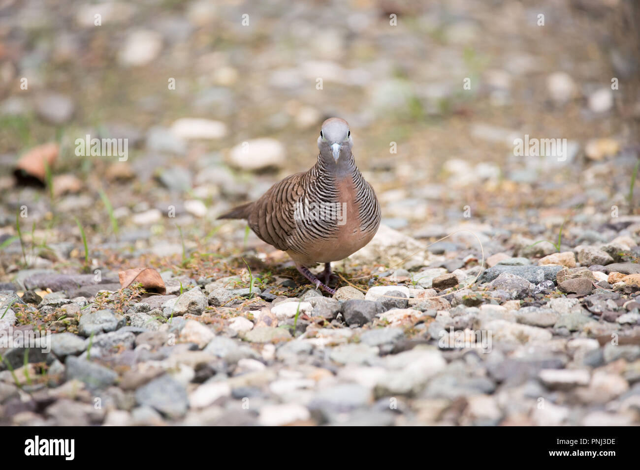 Zebra dove, Geopelia striata, common tame Philippine dove small bird ...