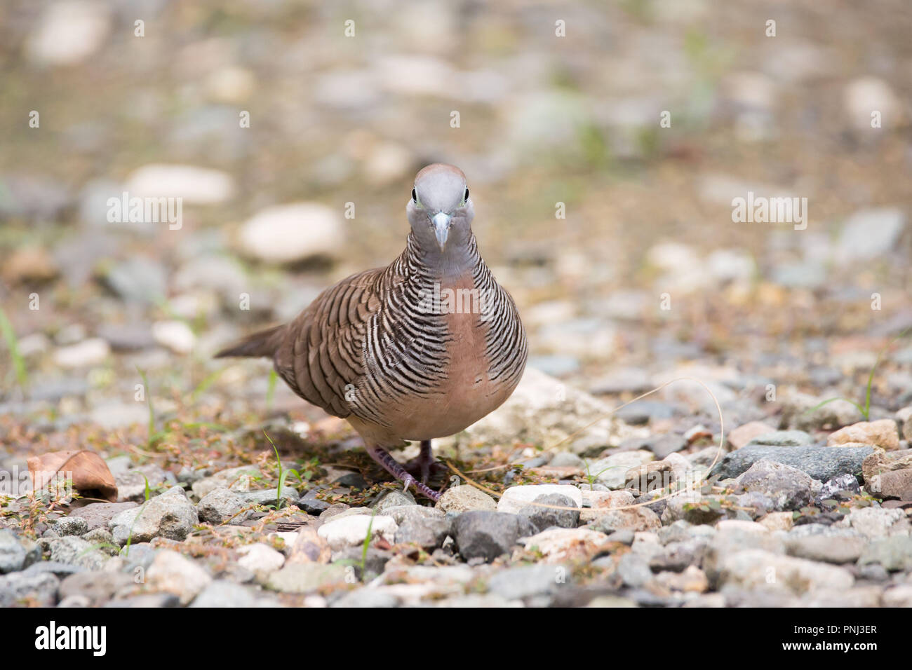 Philippine birds hi-res stock photography and images - Alamy