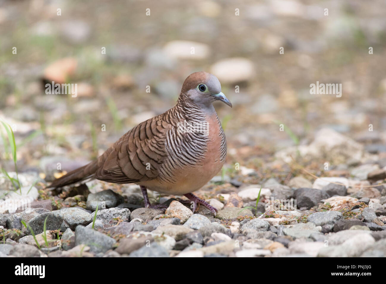 Zebra dove, Geopelia striata, common tame Philippine dove small bird ...
