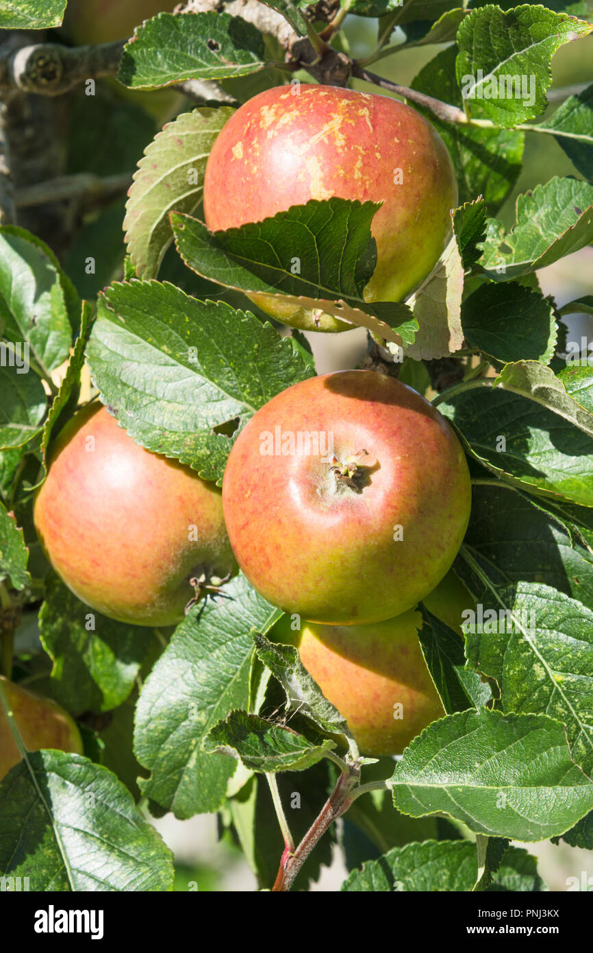 Red falstaff apple malus hi-res stock photography and images - Alamy