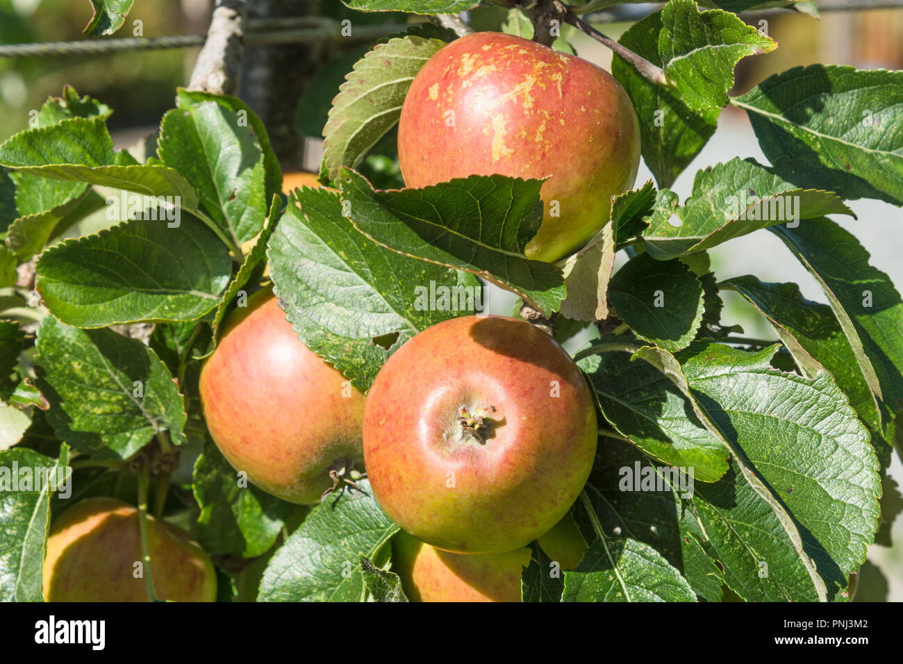 Red falstaff apple malus hi-res stock photography and images - Alamy