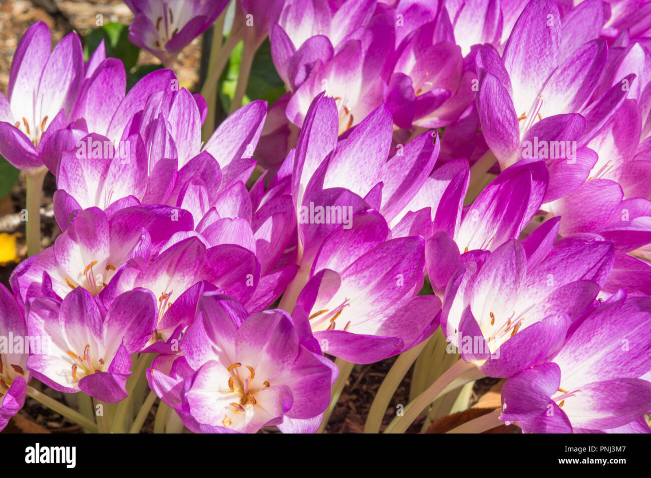 Colchicum 'Violet Queen' Stock Photo - Alamy