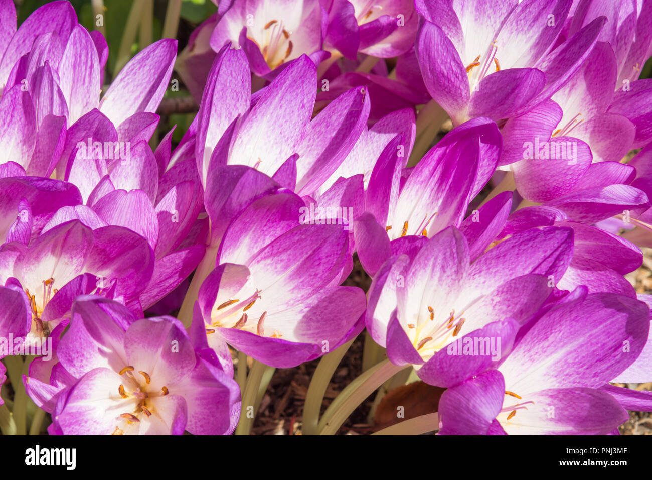 Colchicum Corm High Resolution Stock Photography and Images - Alamy