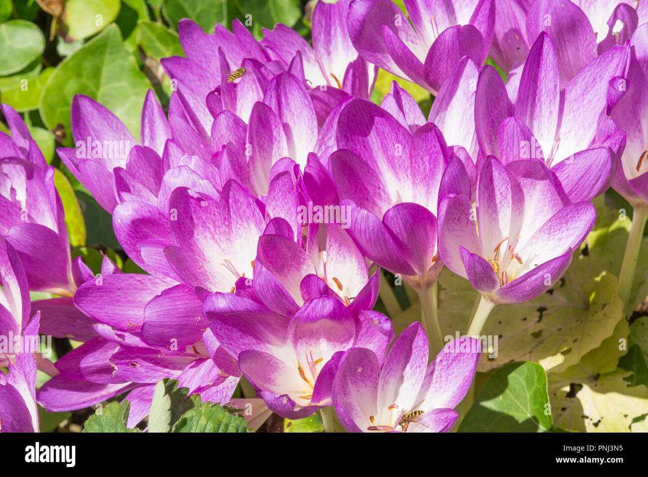 Colchicum 'Violet Queen' Stock Photo - Alamy