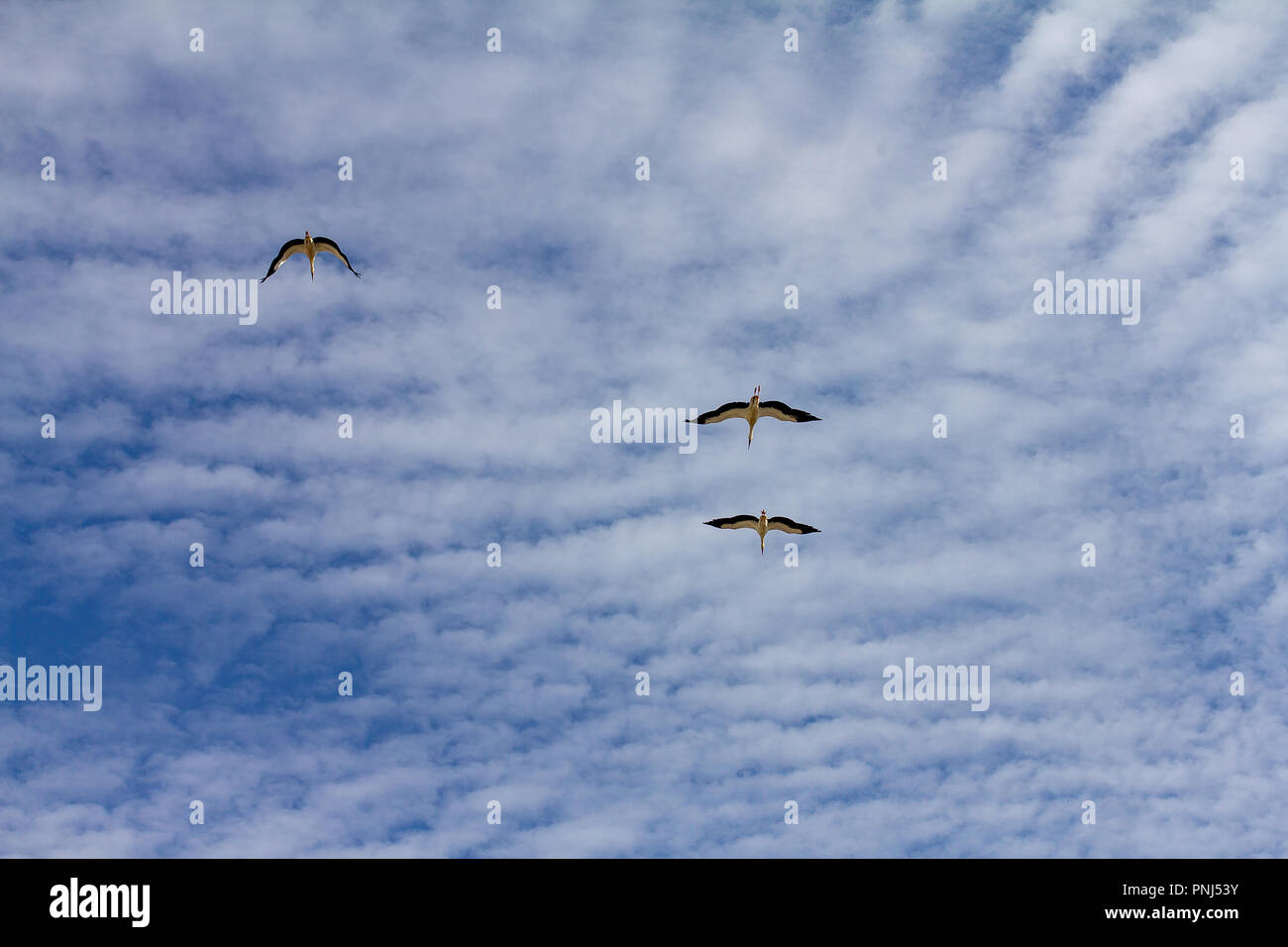 Migrating storks flying against the background of blue cloudy sky Stock ...